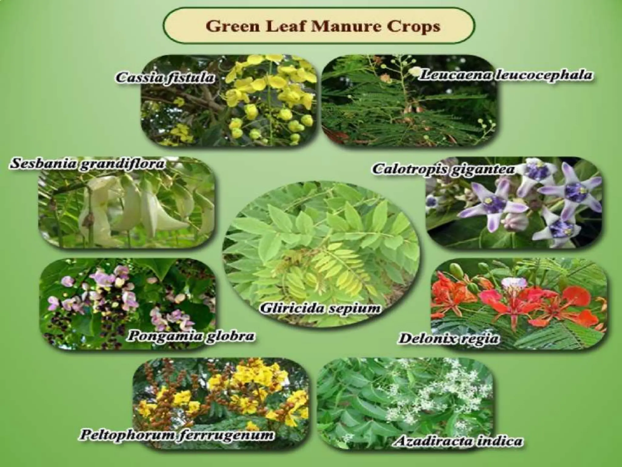 green manuring and its importance in field.pptx