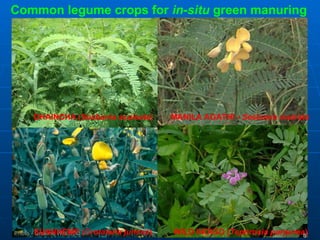 Green Manuring and its effects in crops and cropping system | PPT