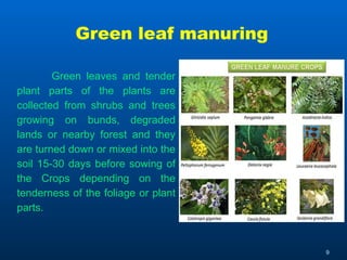 Green Manuring and its effects in crops and cropping system | PPT