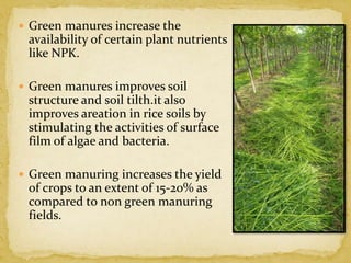 green manuring ppt.pptx