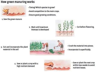 green manuring ppt.pptx
