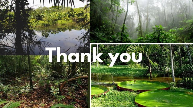 The wonders of amazon rainforest presentation | PDF