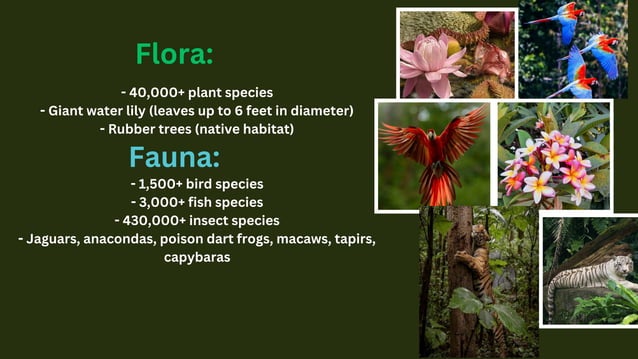 The wonders of amazon rainforest presentation | PPT