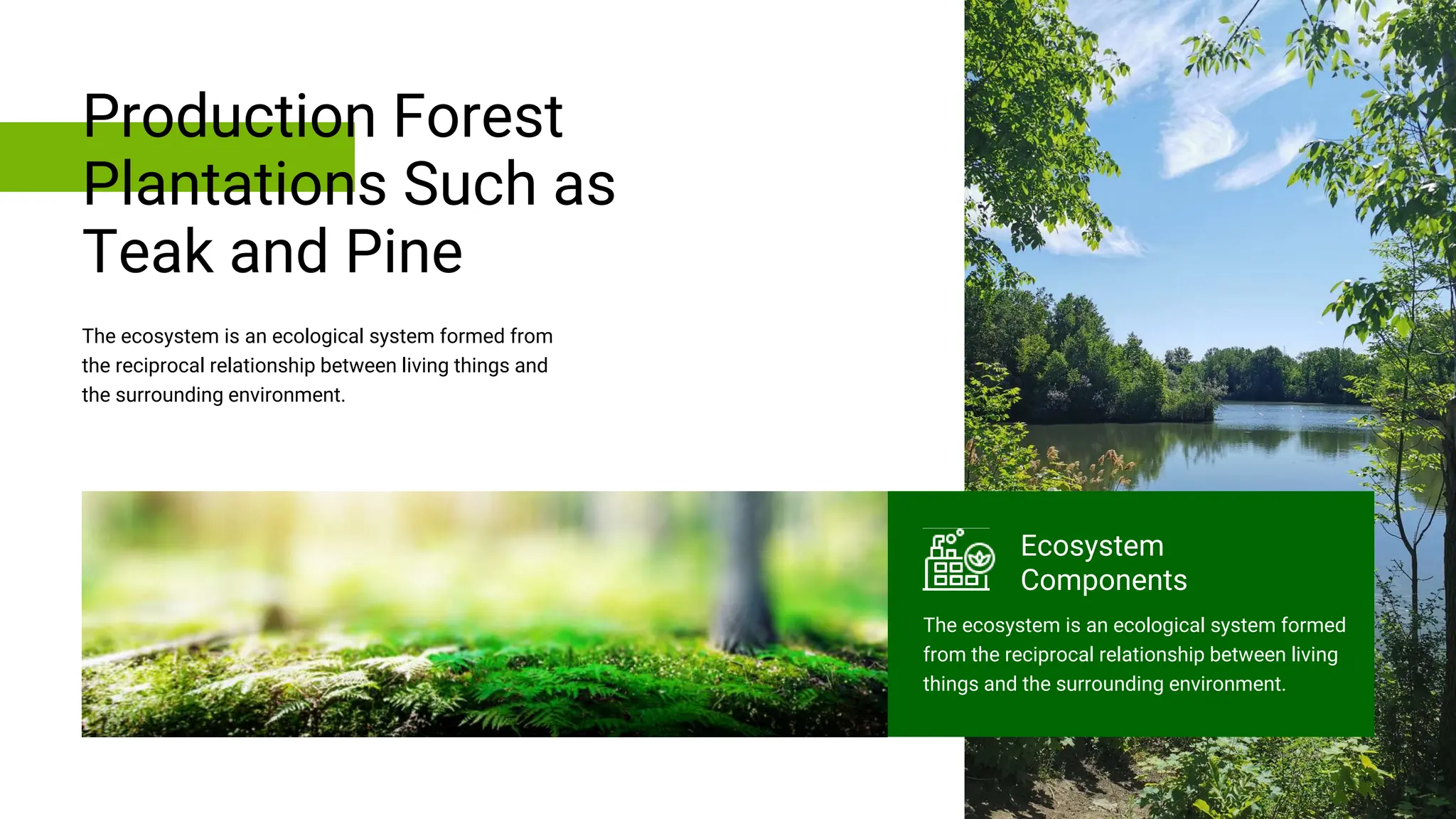 Green Modern Ecology Ecosystem Presentation (1).pptx