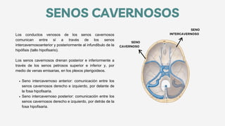 SENOS DE LA DURAMADRE Y TODAS SUS VARIACIONES | PDF