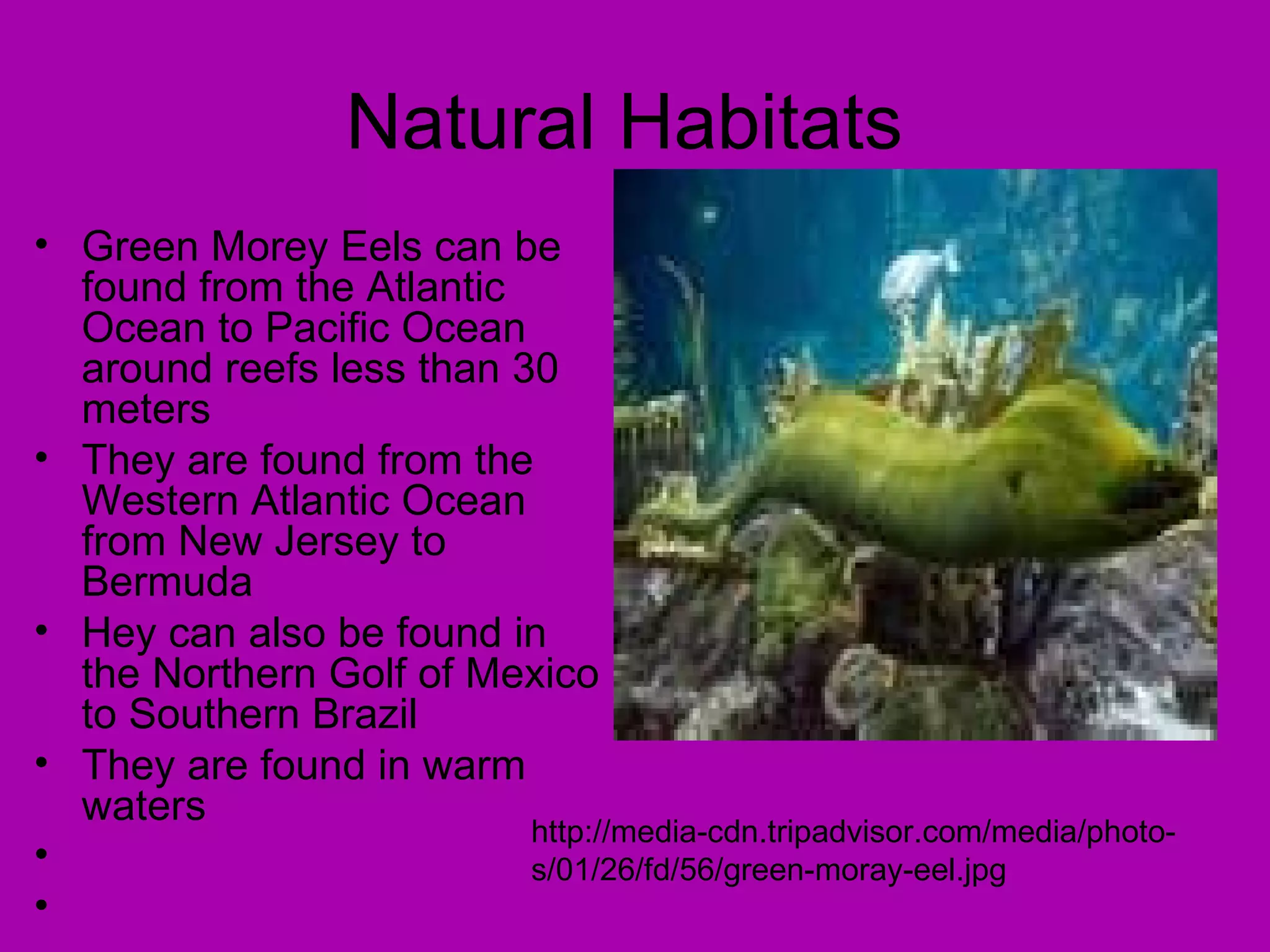 Green Moray E El | PPT