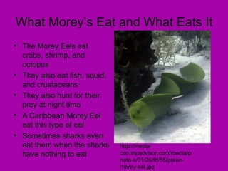 Green Moray E El | PPT