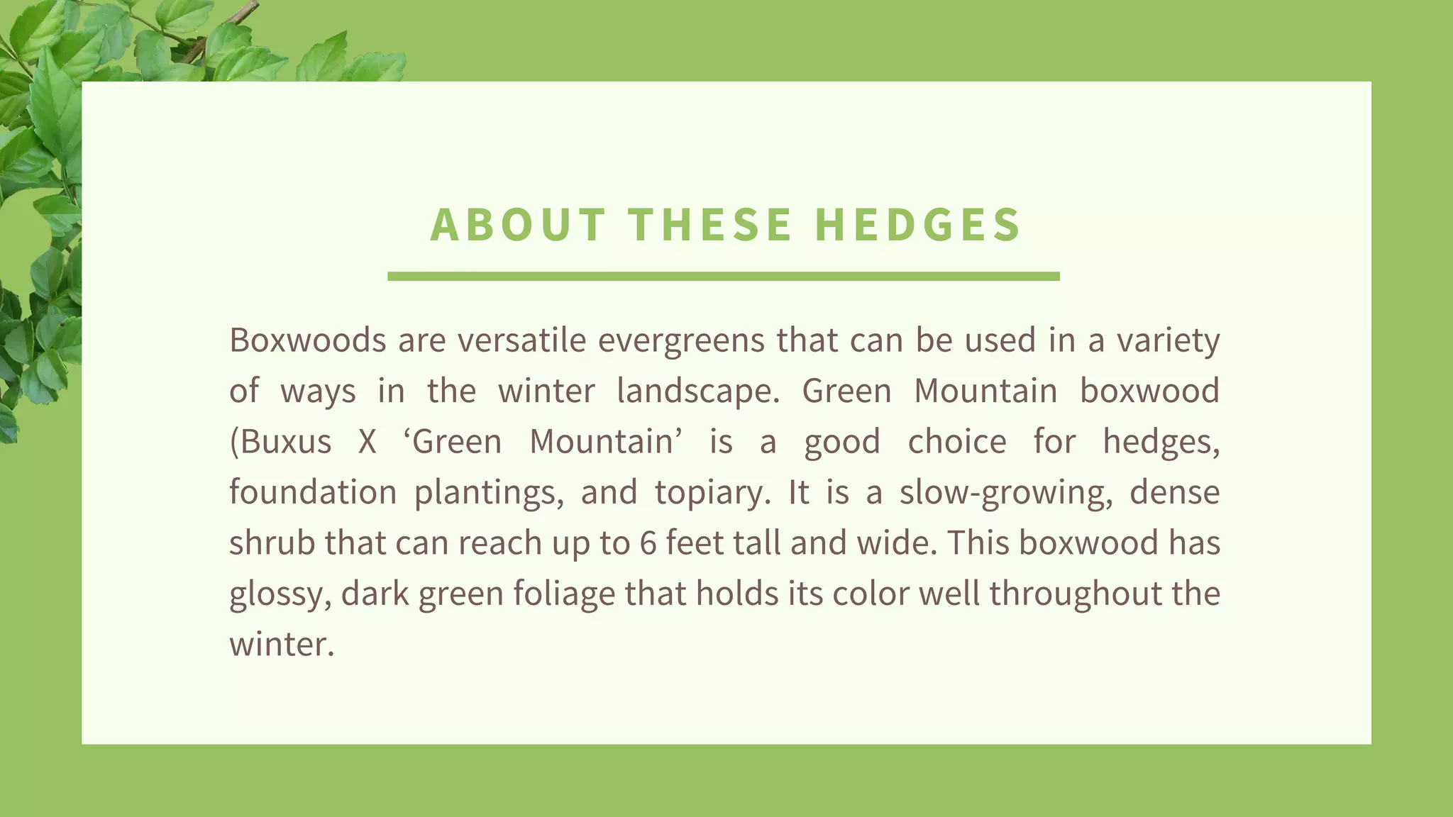 Green Mountain boxwood hedges.pdf