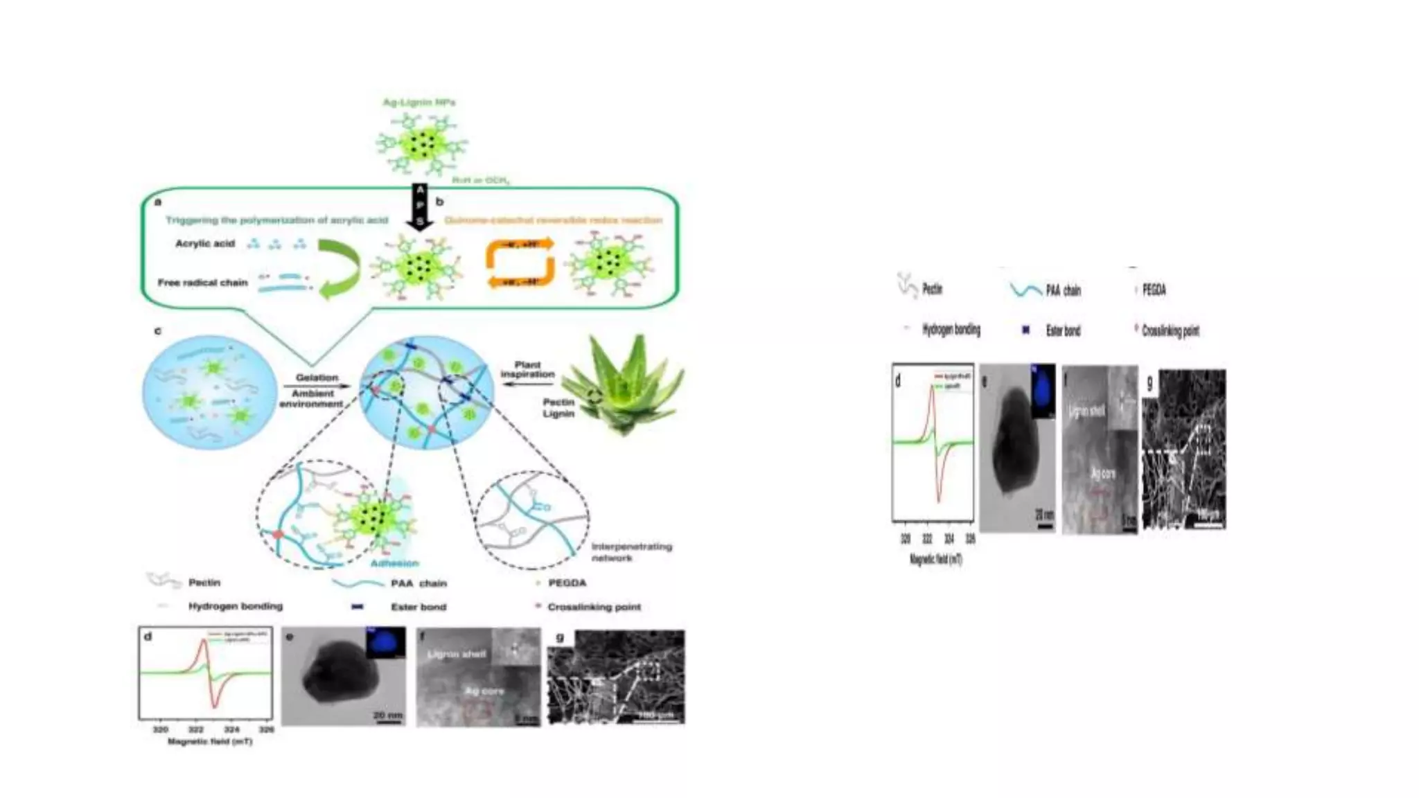 Green nanotechnology & its application in biomedical research | PPTX
