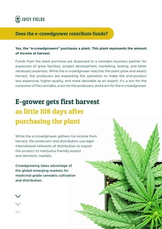 cannabis cultivation | PDF