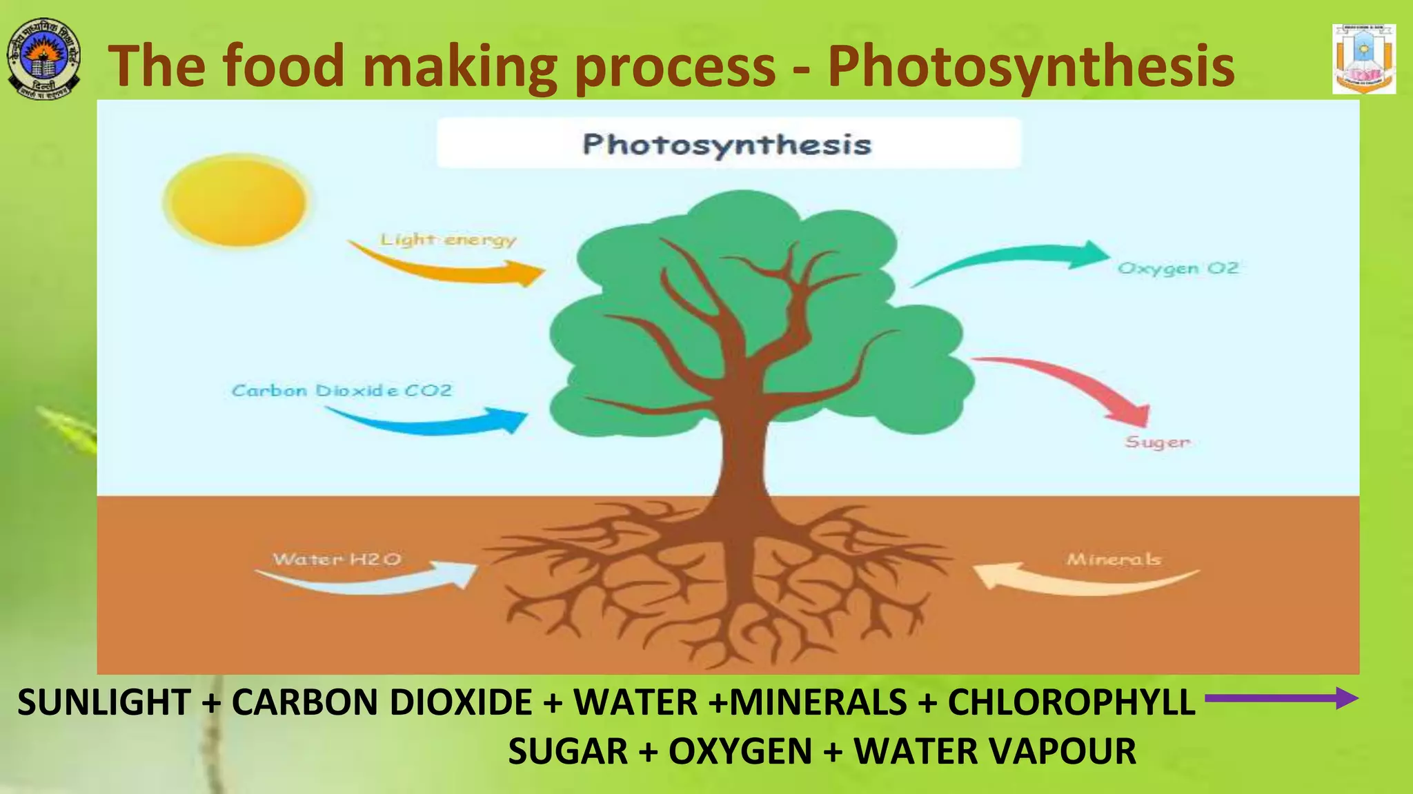 Green plants CLASS IV | PPTX