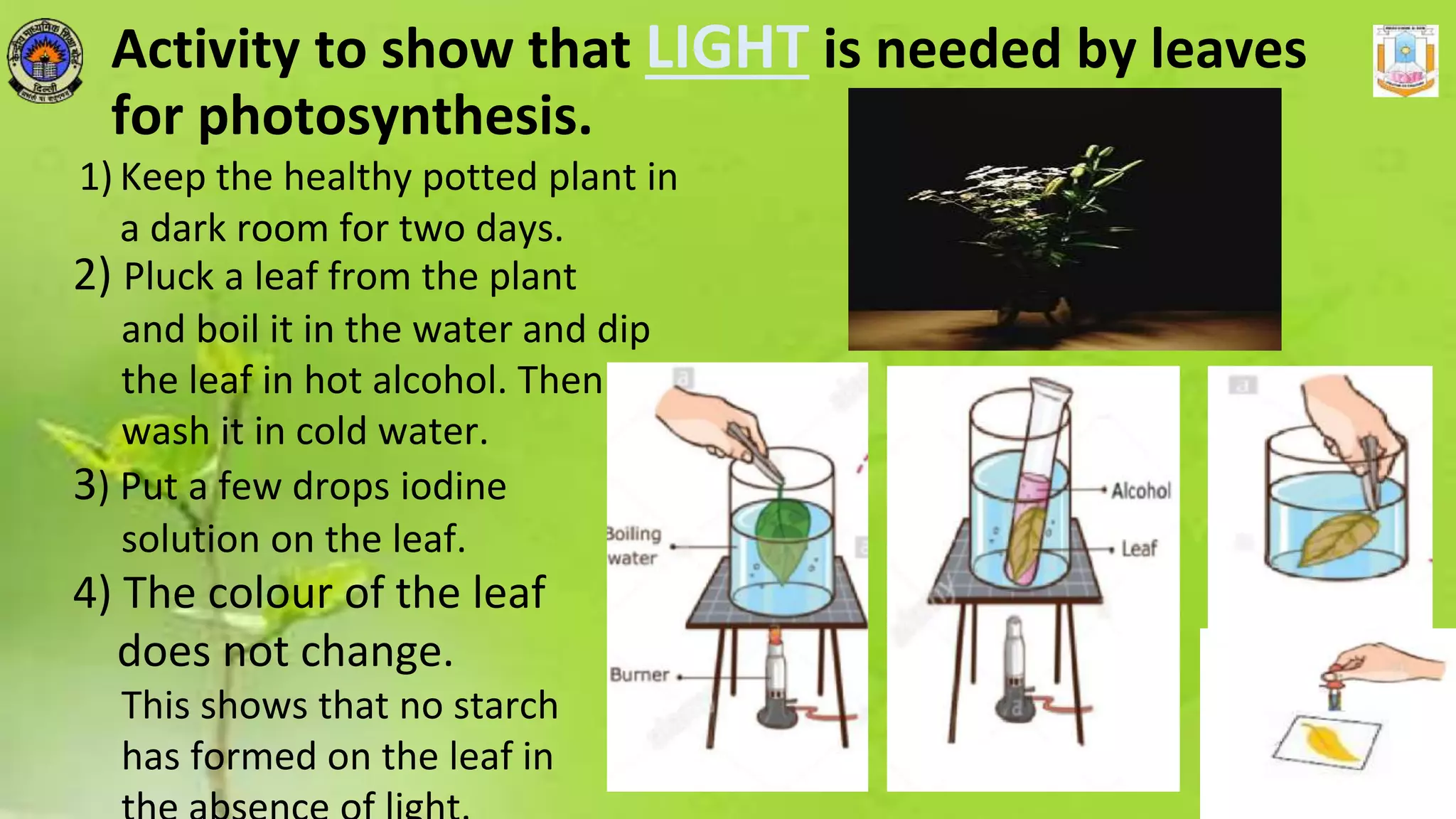 Green plants CLASS IV | PPTX