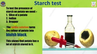 Green plants CLASS IV | PPTX