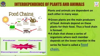 Green plants CLASS IV | PPTX