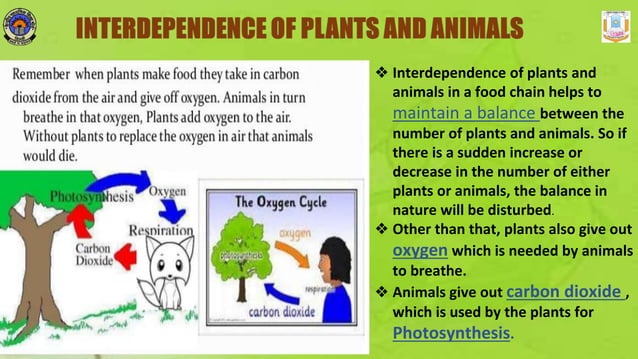Green plants CLASS IV | PPTX