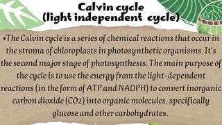All about photosynthesis; light dependent reaction and calvin cycle | PDF
