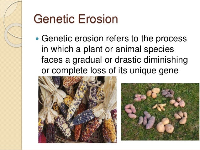 Green revolution, genetic erosion