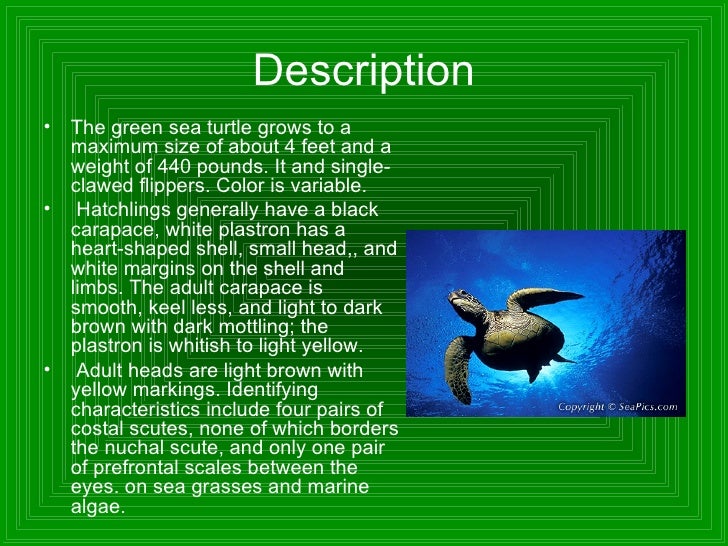 Green Sea Turtle Classification