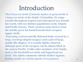 Green sea turtle | PPTX