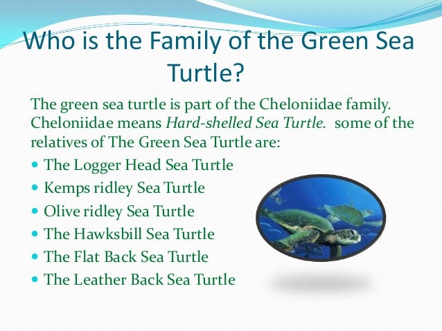 Green Sea Turtle Classification