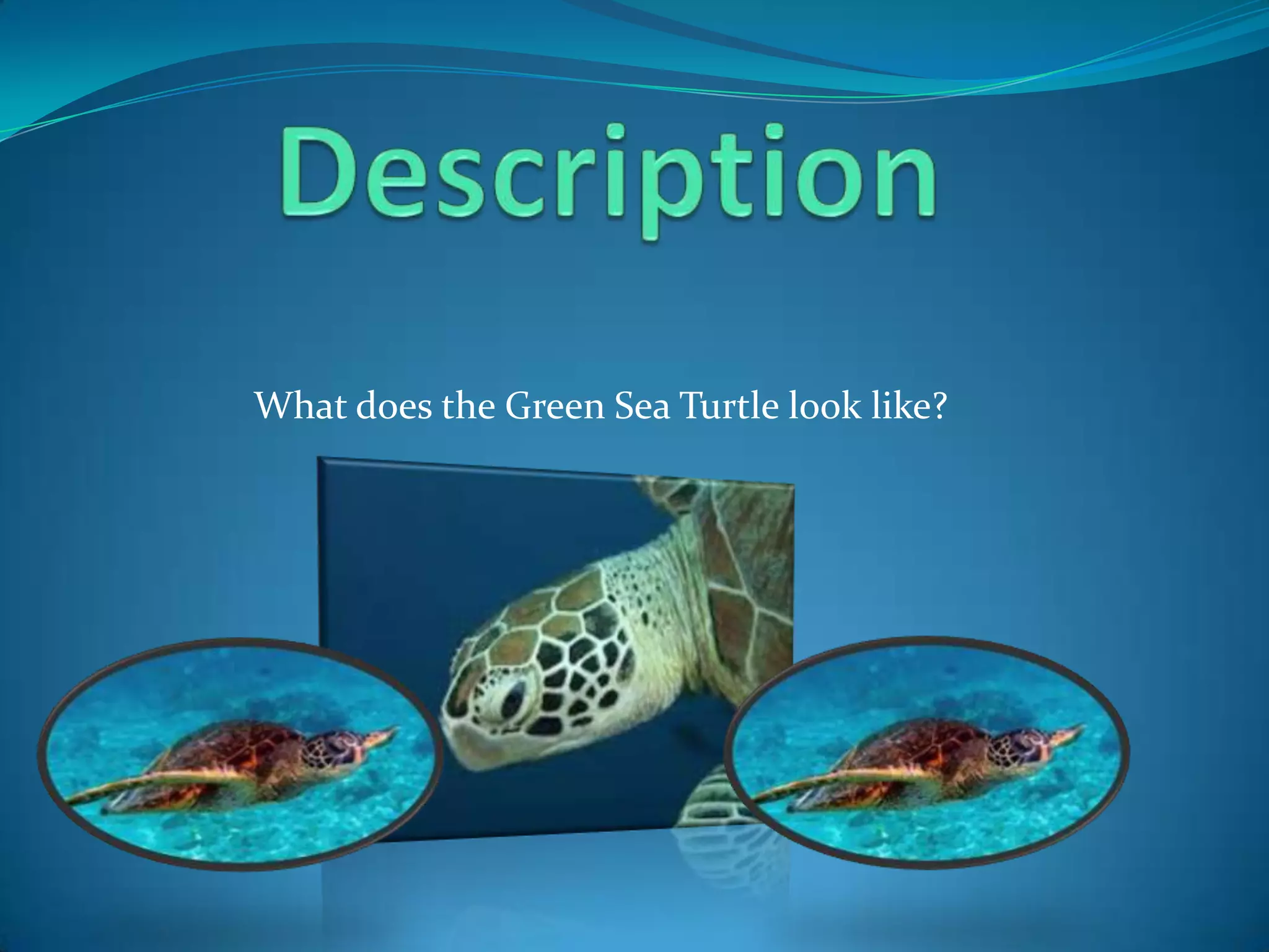 Green Sea Turtles MN | PPTX