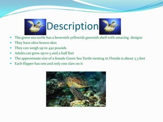 Green Sea Turtles MN | PPT