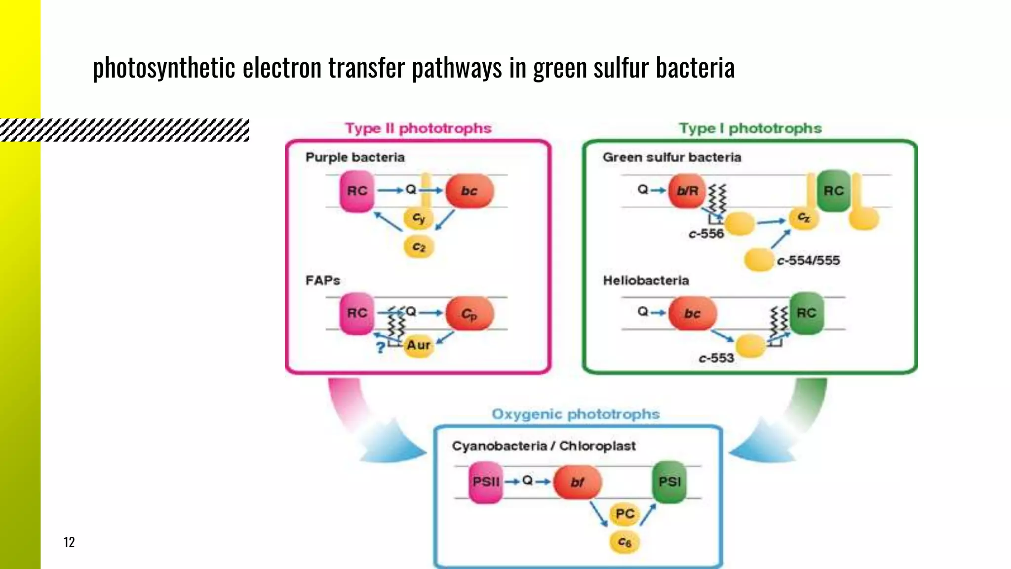 green sulfur bacteria .pptx
