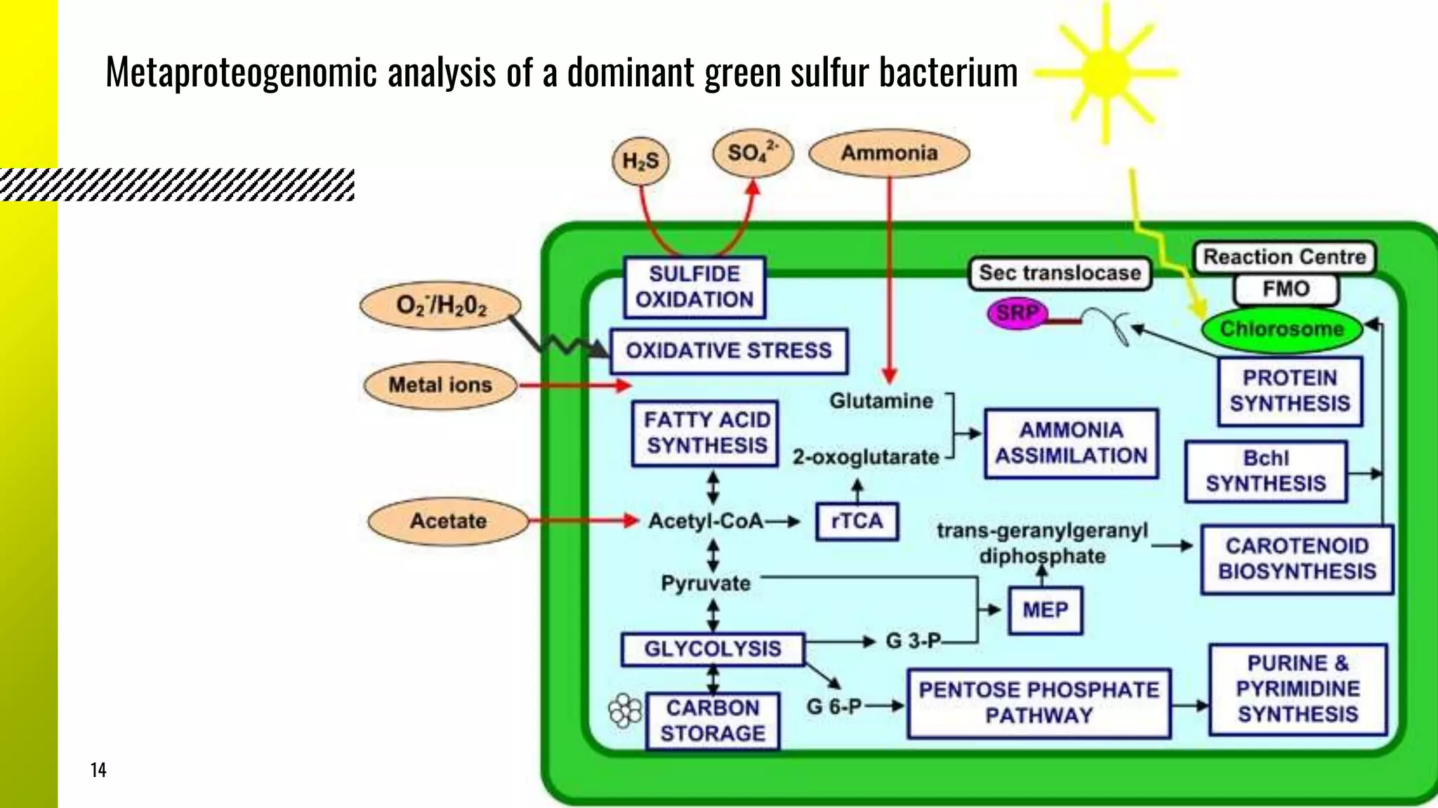 green sulfur bacteria .pptx