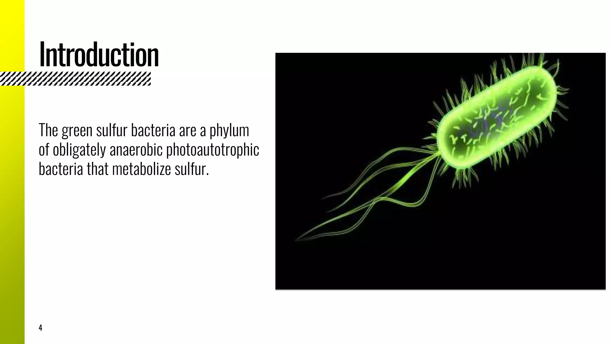 green sulfur bacteria .pptx