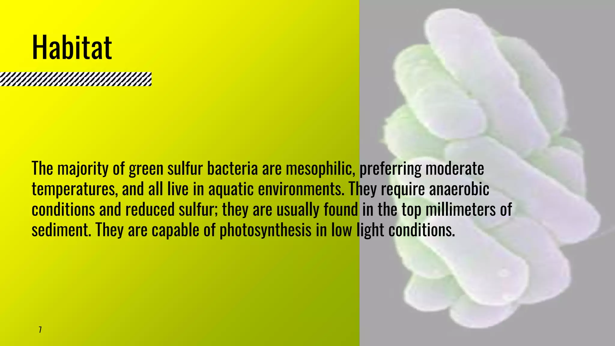 green sulfur bacteria .pptx