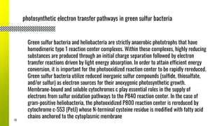 green sulfur bacteria .pptx