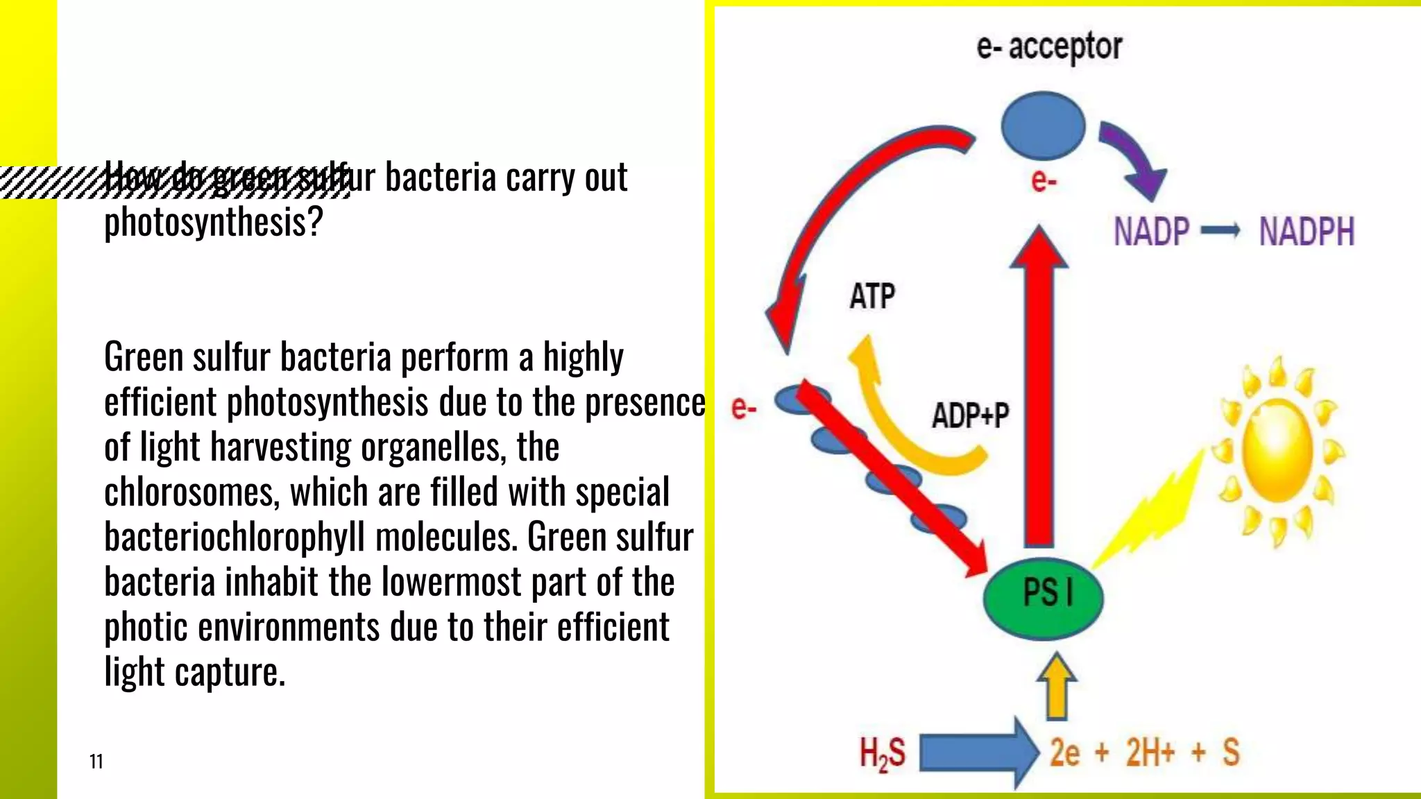 GREEN SULPHUR BACTERIA.pptx