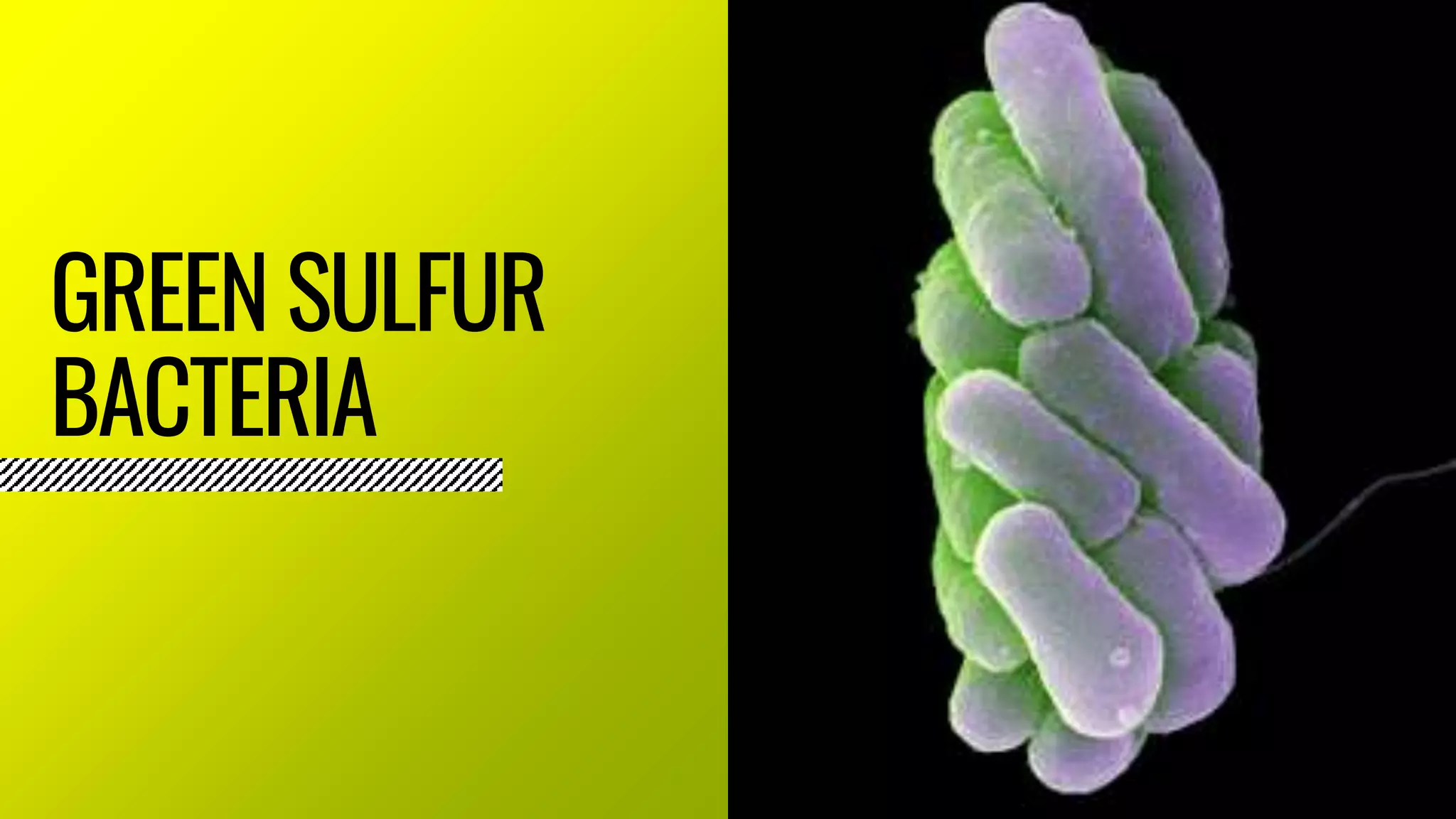 GREEN SULPHUR BACTERIA.pptx