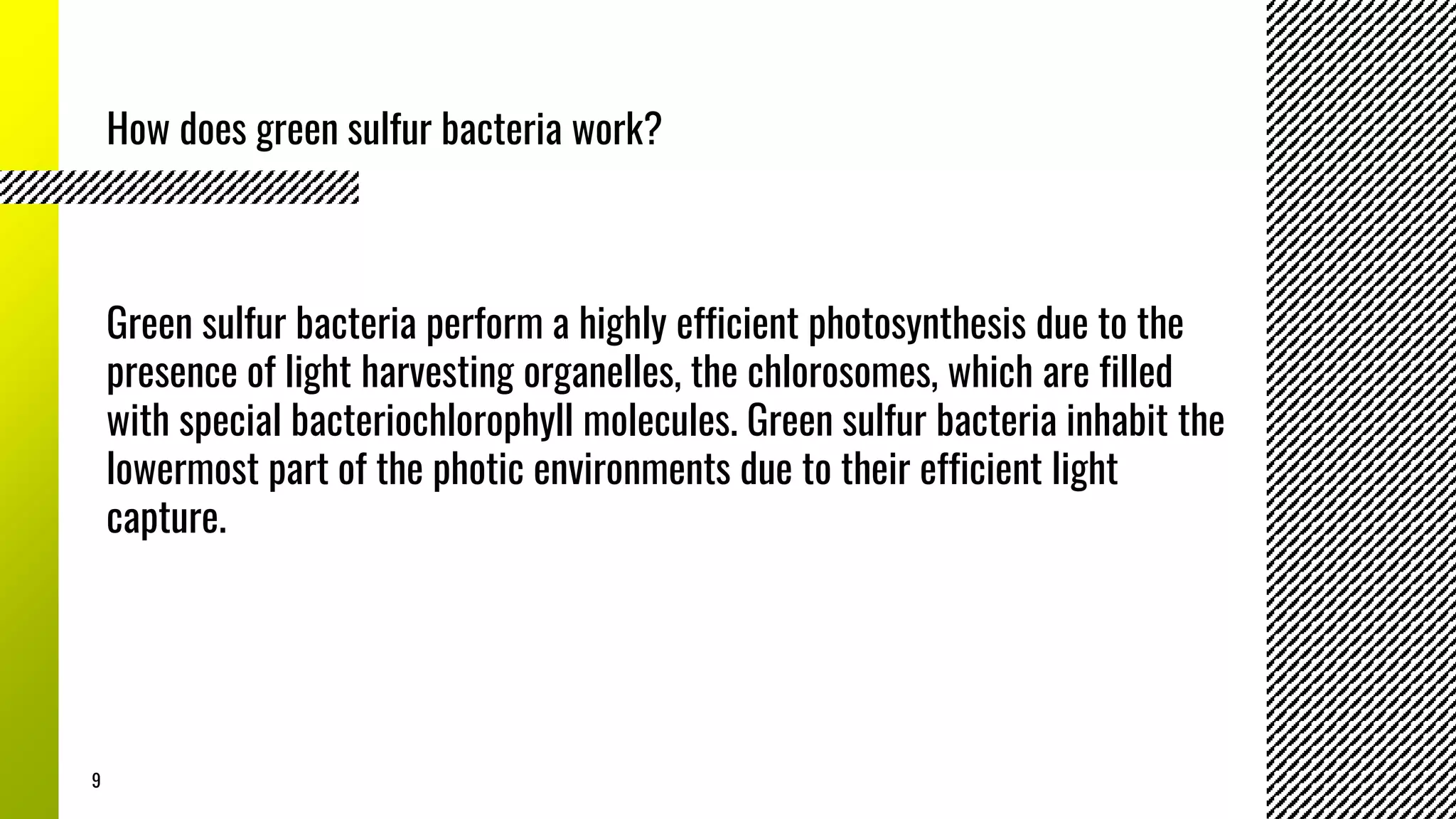GREEN SULPHUR BACTERIA.pptx