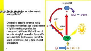 GREEN SULPHUR BACTERIA.pptx