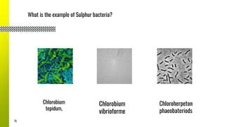 GREEN SULPHUR BACTERIA.pptx