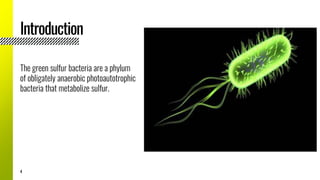 GREEN SULPHUR BACTERIA.pptx