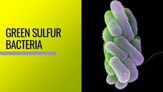 Green Sulfur Bacteria