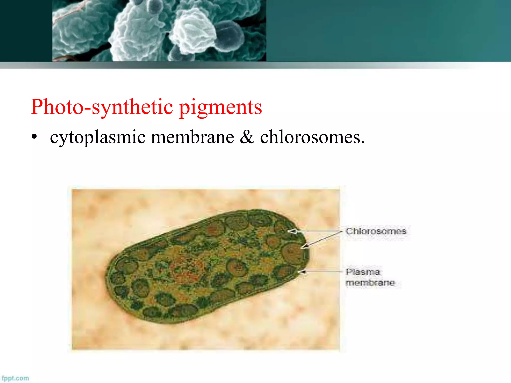 Green sulfur bacteria and Green nonsulfur bacteria.pptx