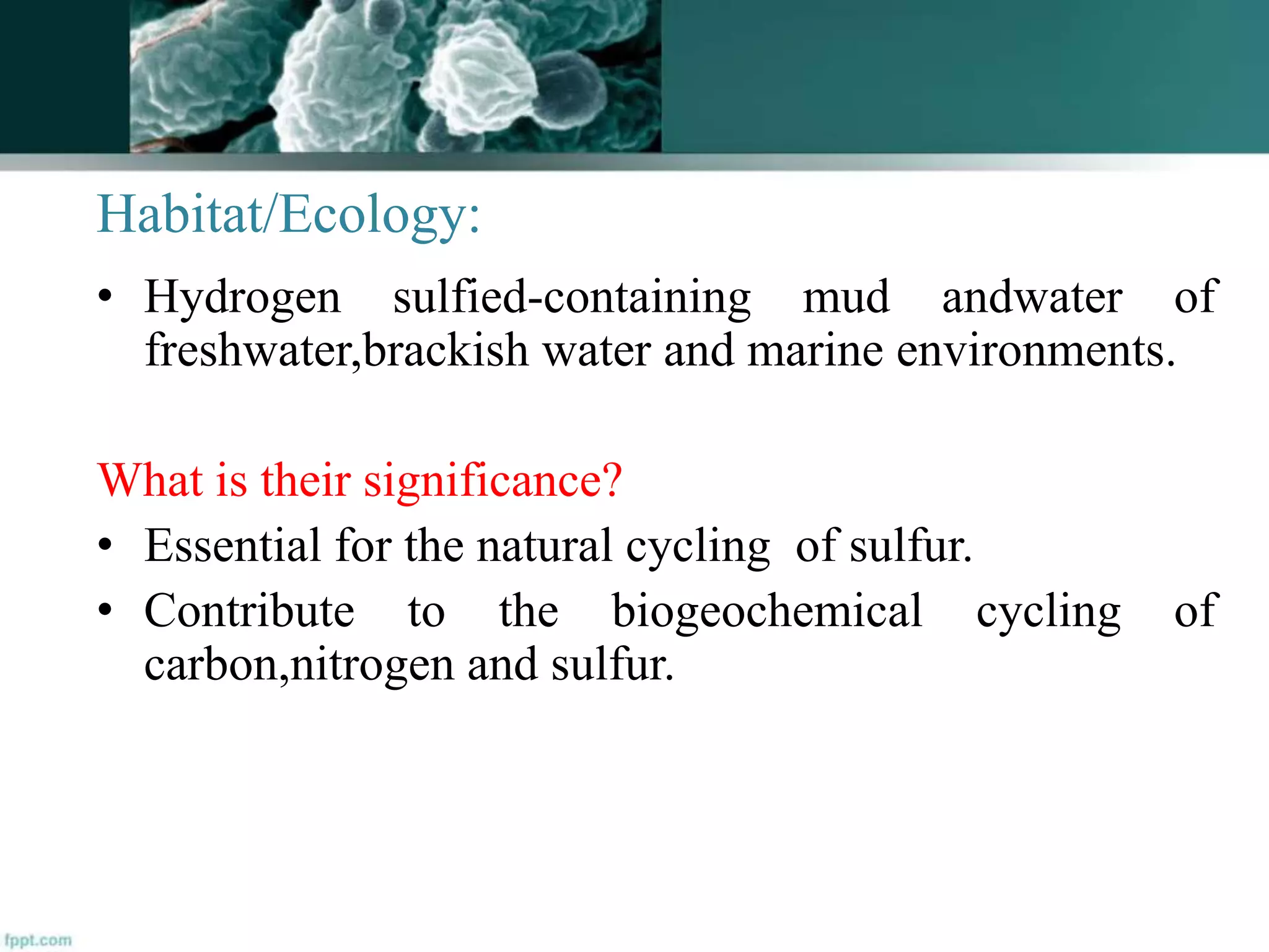 Green sulfur bacteria and Green nonsulfur bacteria.pptx