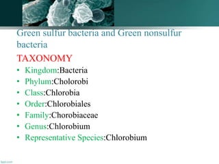 Green sulfur bacteria and Green nonsulfur bacteria.pptx