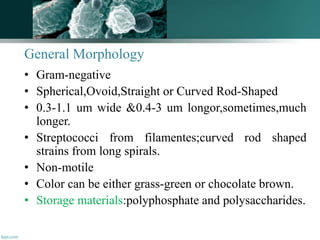 Green sulfur bacteria and Green nonsulfur bacteria.pptx