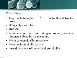 Green sulfur bacteria and Green nonsulfur bacteria.pptx