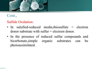 Green sulfur bacteria and Green nonsulfur bacteria.pptx