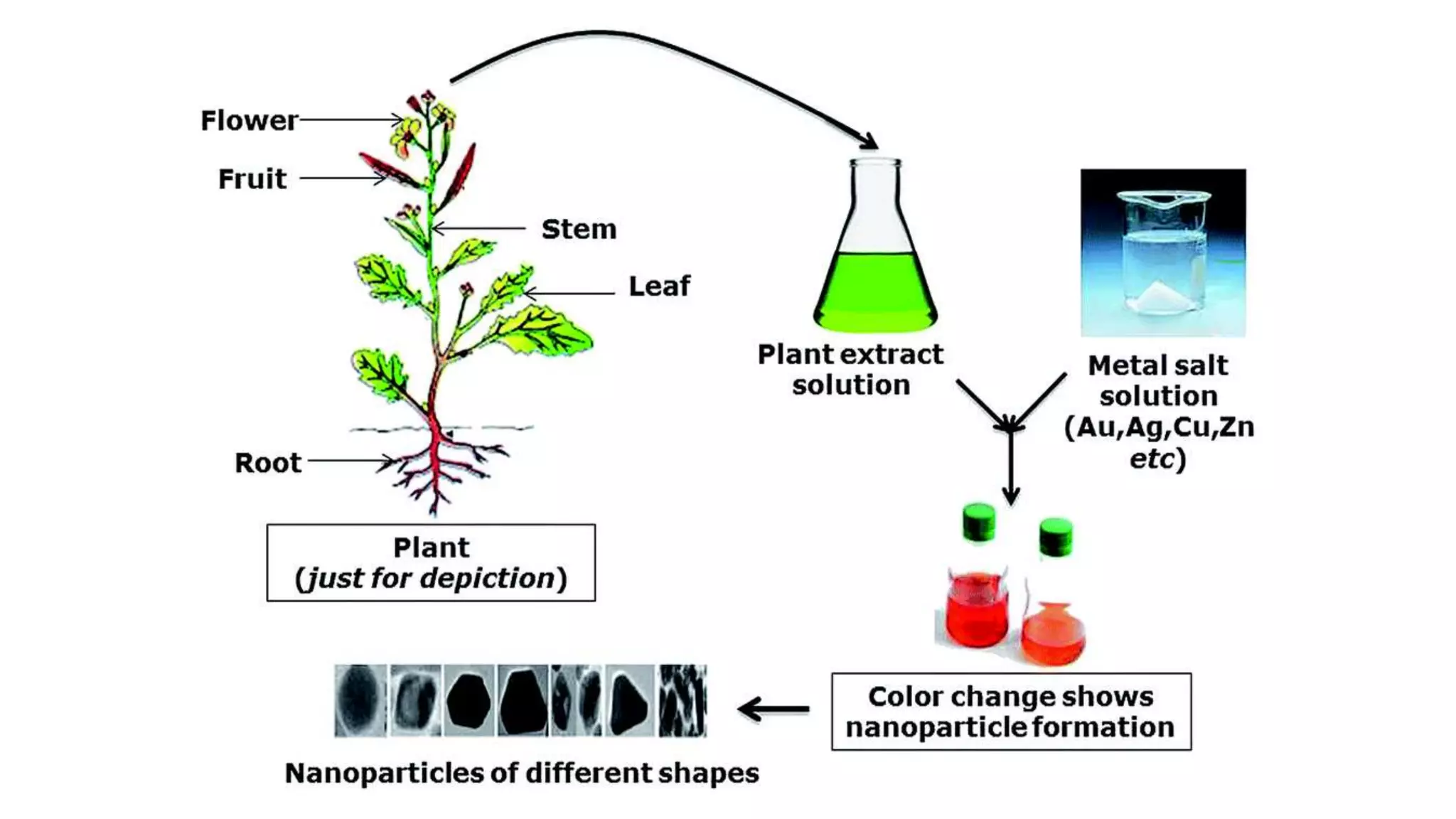 green synthesis.pptx