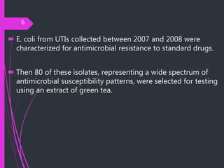 Green tea as an effective antimicrobial for urinary | PPTX