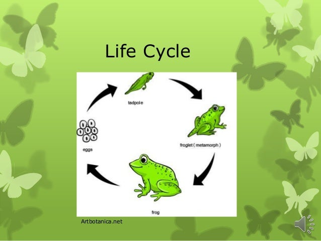 Green tree frog final presentation taylor koenig