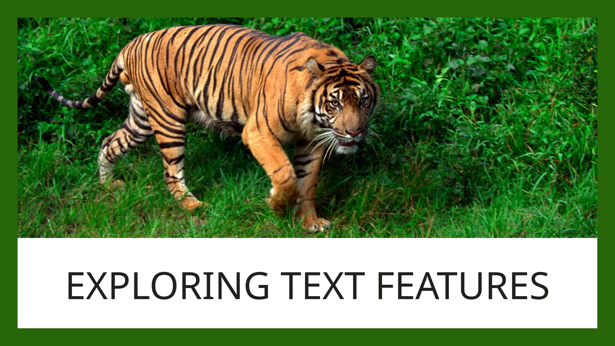 Green White Clean Digital Text Features About Tigers Education Presentation.pptx