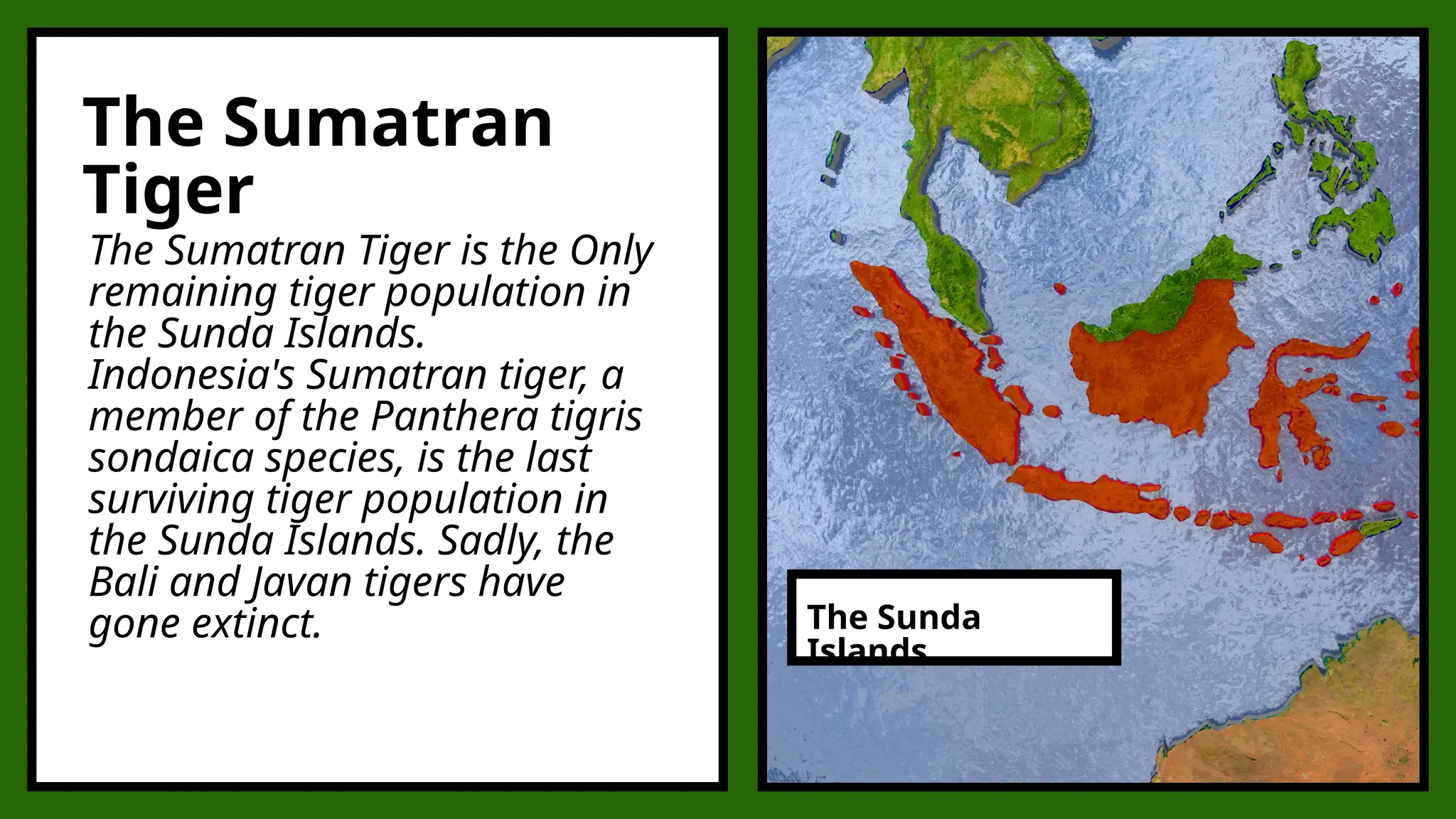 Green White Clean Digital Text Features About Tigers Education ...