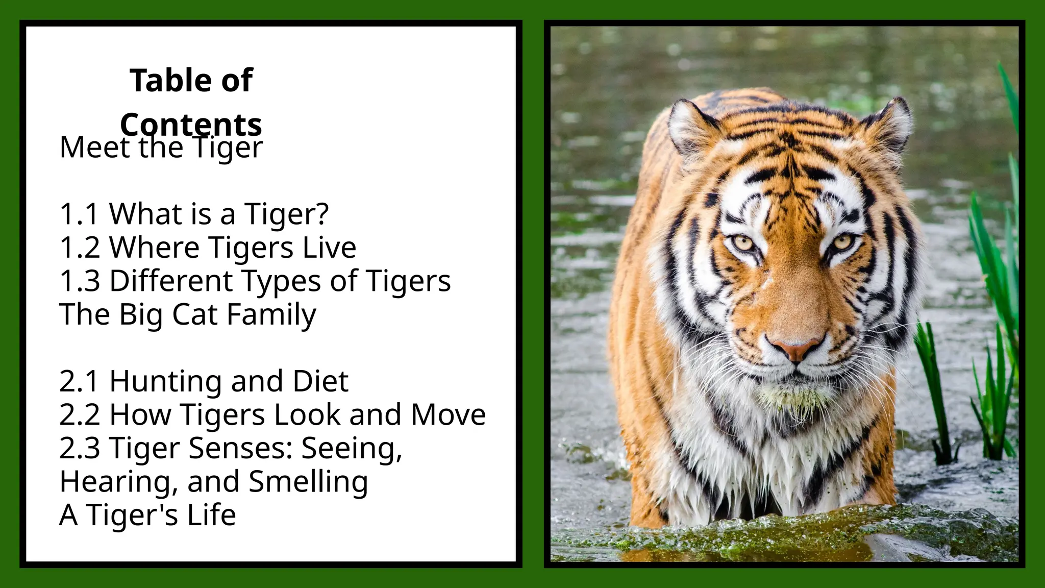 Green White Clean Digital Text Features About Tigers Education Presentation.pptx